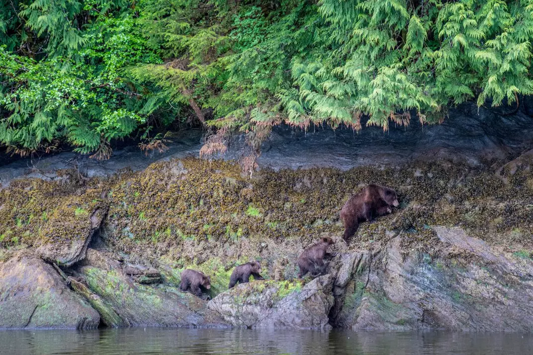 Un paradiso per gli orsi grizzly ottiene uno sguardo da vicino 16919_4