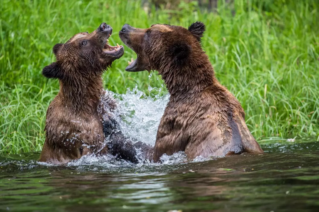 Grizzly Bears များအတွက် ပရဒိသုသည် အနီးကပ်ကြည့်ရှုမှုရရှိစေသည်။ 16919_5