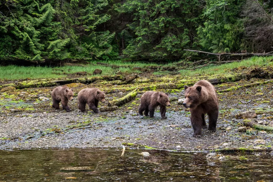 A Paradise for Grizzly Bears Gets an Up-Close Look 16919_7