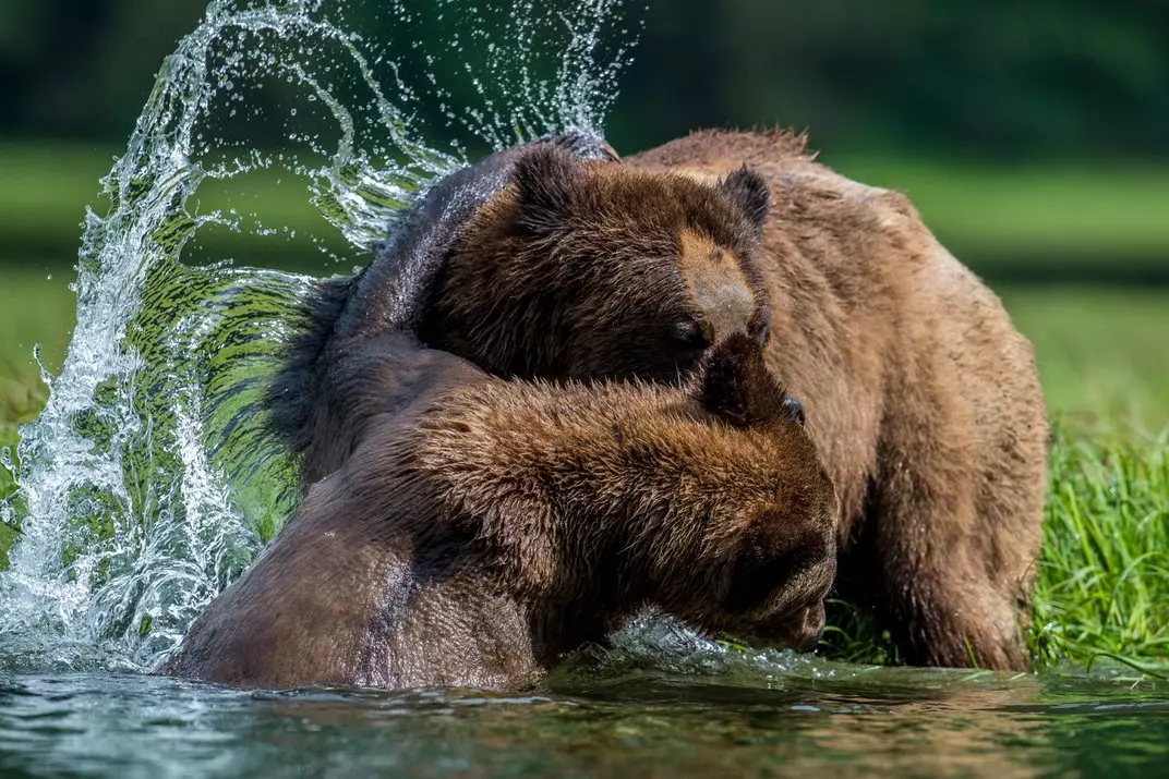 Grizzly Bears සඳහා පාරාදීසයක් ඉතා සමීප පෙනුමක් ලබා ගනී 16919_8