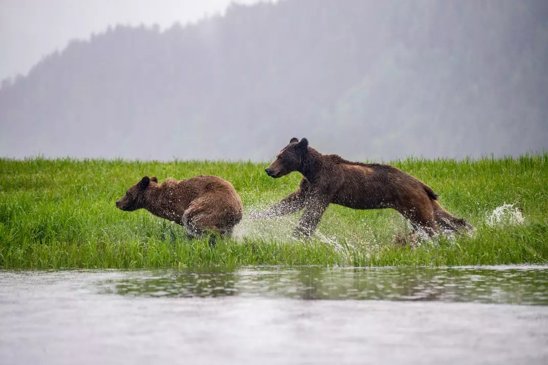 Ráj pro medvědy grizzly získává zblízka pohled 16919_9