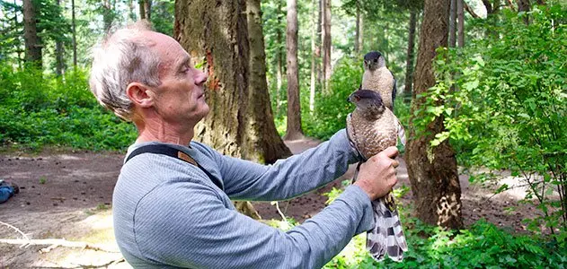 Bob Rosenfield กับ Coopers hawks