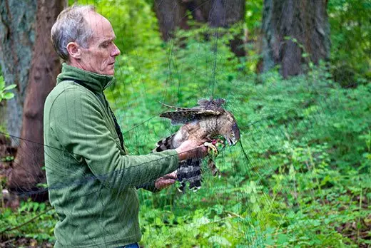 A Hawks a hátsó udvarban 16933_7