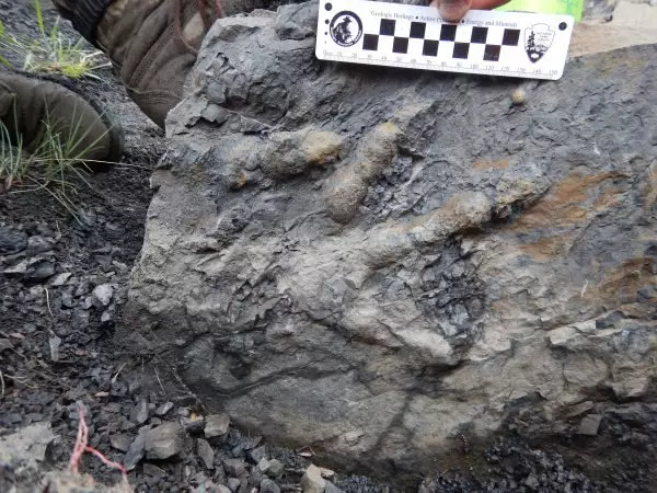 Primeros fósiles de dinosaurio descubiertos en el Parque Nacional Denali de Alaska