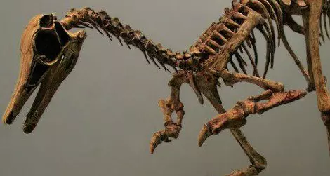 Да ли су диносауруси јели мраве?