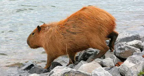 Capybara fiáin in aice le loch sa Bhrasaíl