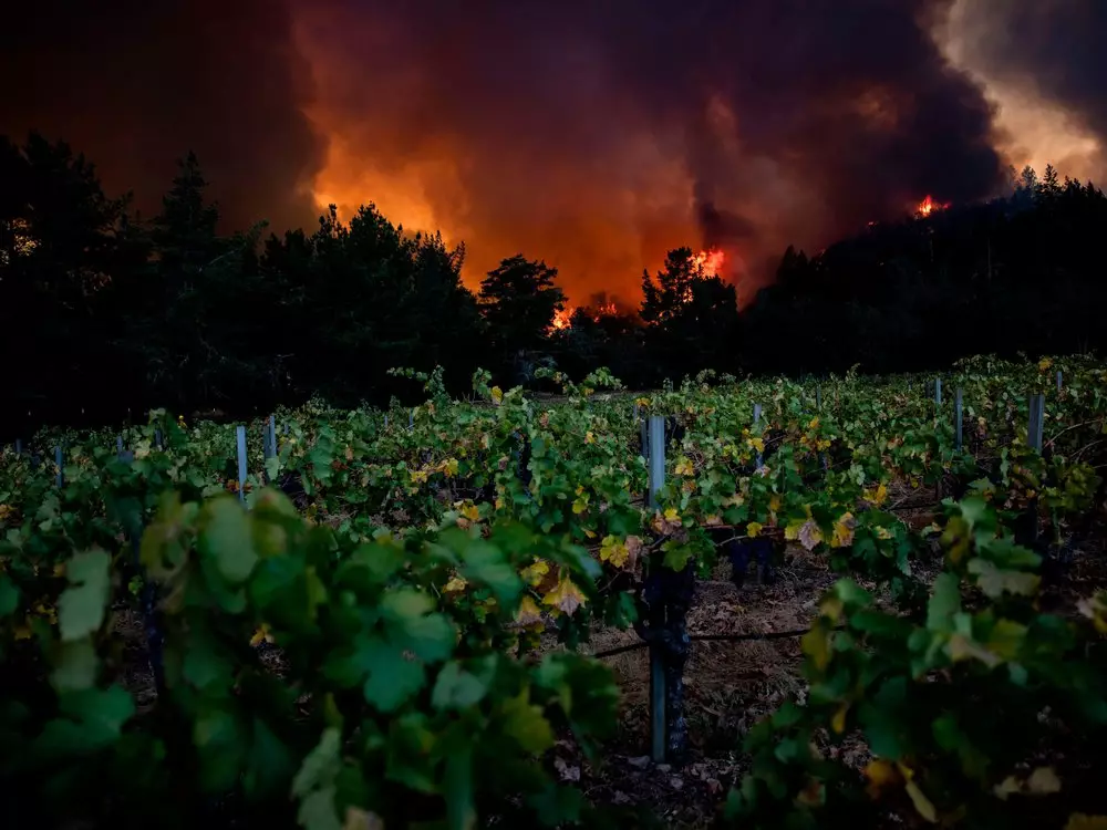 Glass Fireは、2020年9月27日に、カリフォルニア州ナパバレーのMerusWinesブドウ園の背後で燃えています。