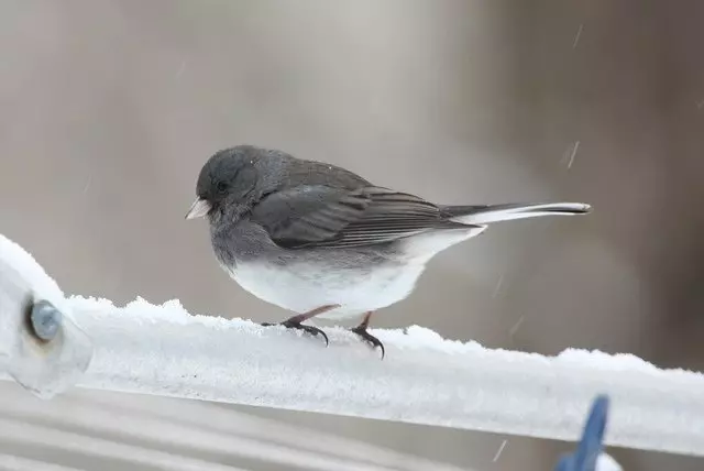 ציפורי העיר מתפתחות להיות גמישות ואסרטיביות יותר מבני דודן הכפריים