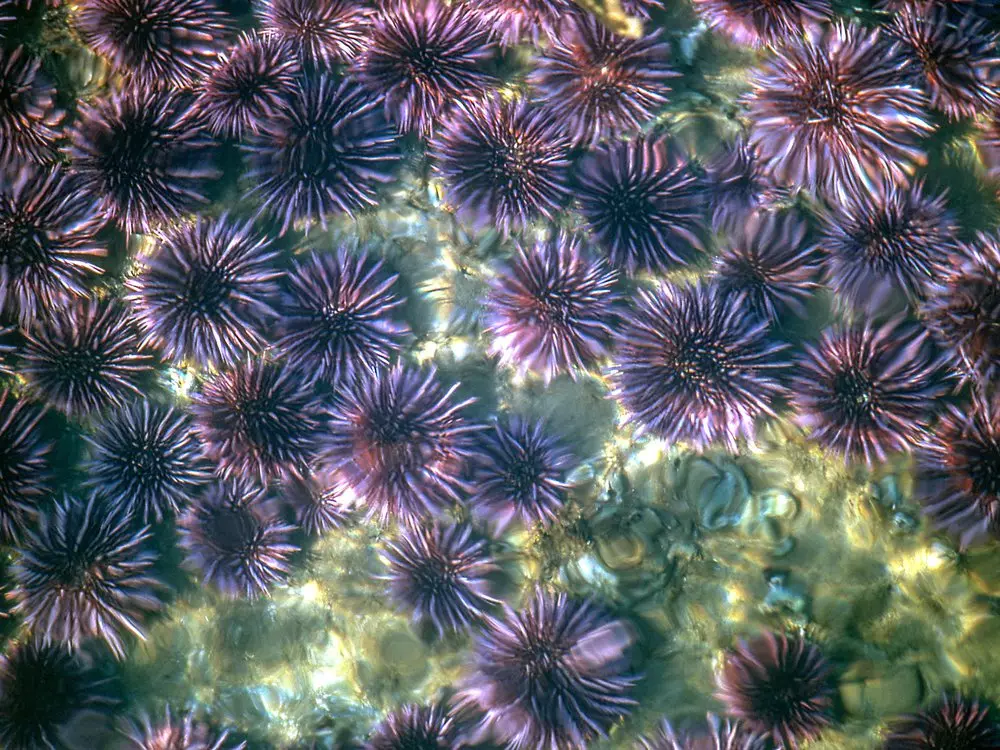 Na ho ja Li-Urchins tsa Leoatleng ho ka Thusa ho Tsosa Meru ea Kelp?