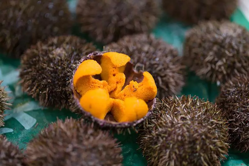 Mangiare ricci di mare può aiutare a far rivivere le foreste di alghe?