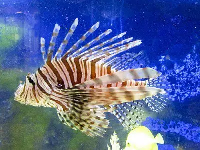 Jejte ribe, rešite naš ocean? Lionfish kot trajnostni morski sadeži