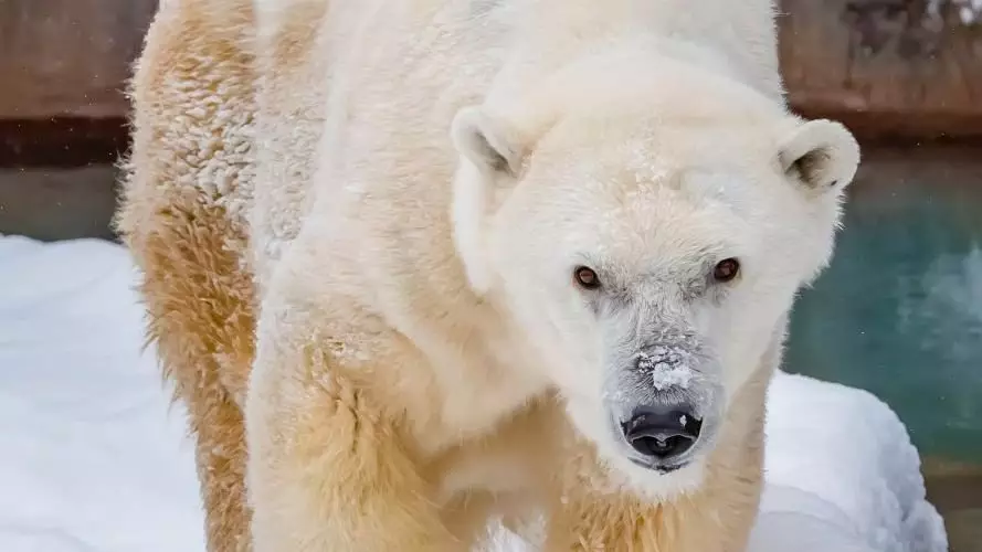 La plej maljuna polusa urso de Nordameriko vivanta en kaptiteco mortas je 36 jaroj