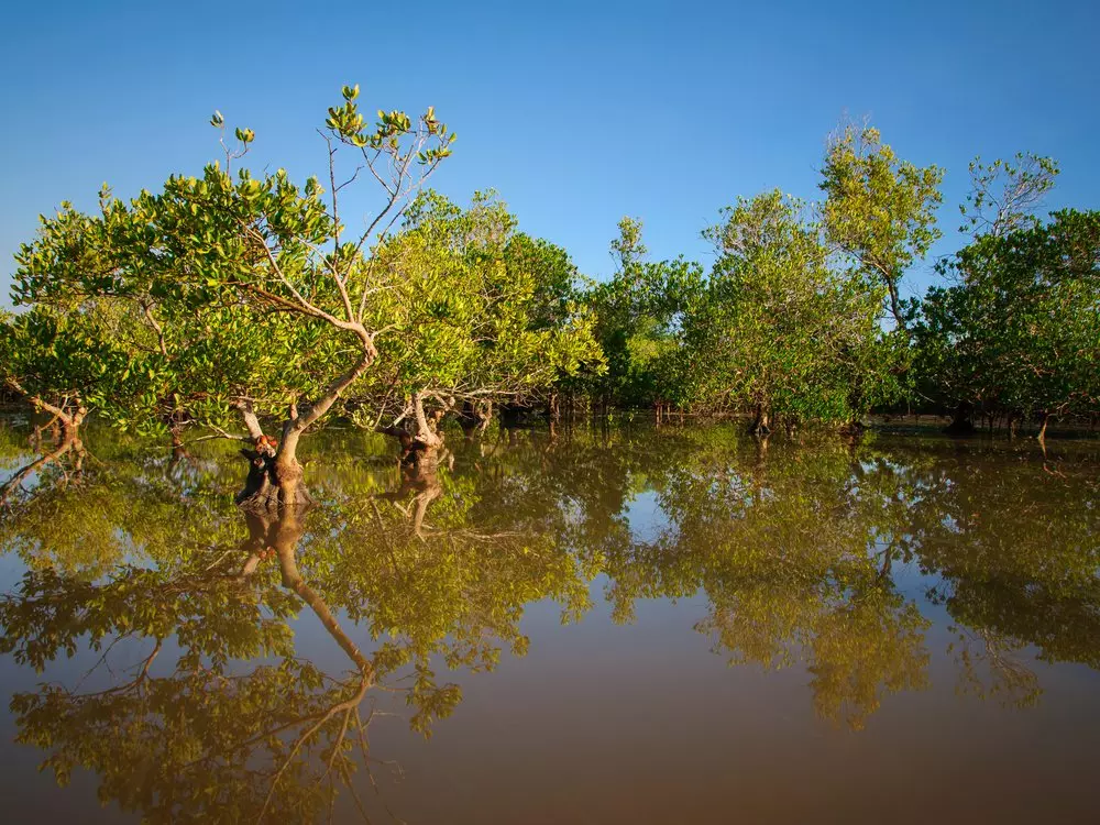 Mangroves na Madagascar: Bishiyoyi Masu Ba da Karshe