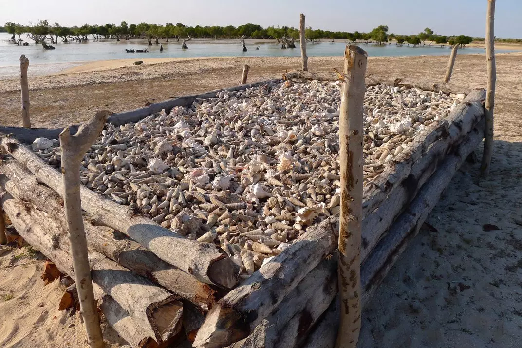 Igwe osisi mangrove