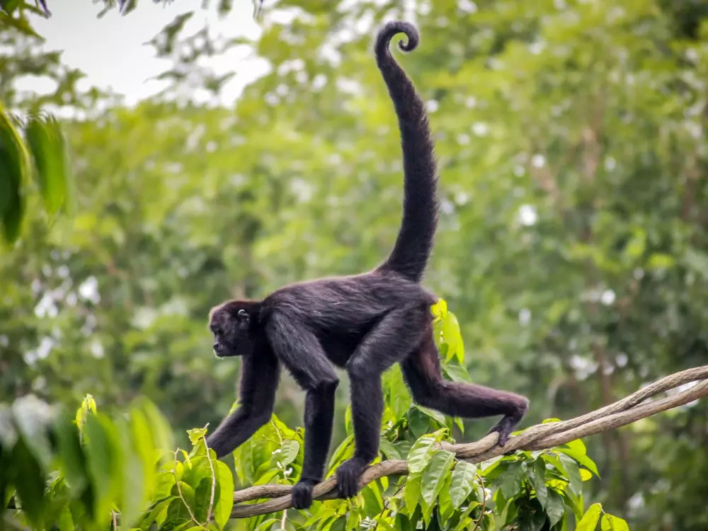 Чорна мавпа-павук проходить через і гілку на зеленому тлі