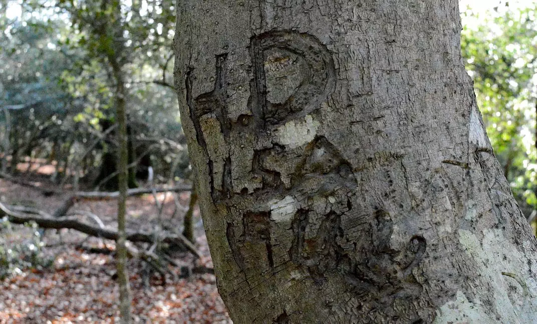Виртуелно истражувајте шума исполнета со марки на вештерки и други гравури од дрвја 17077_4