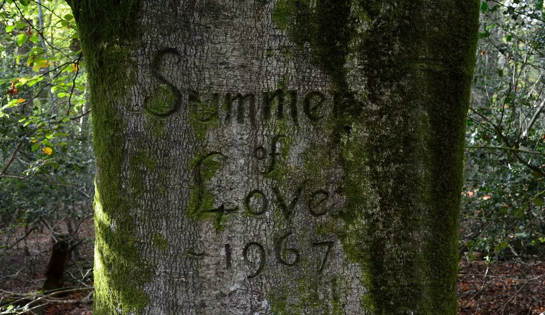 Виртуелно истражувајте шума исполнета со марки на вештерки и други гравури од дрвја 17077_5