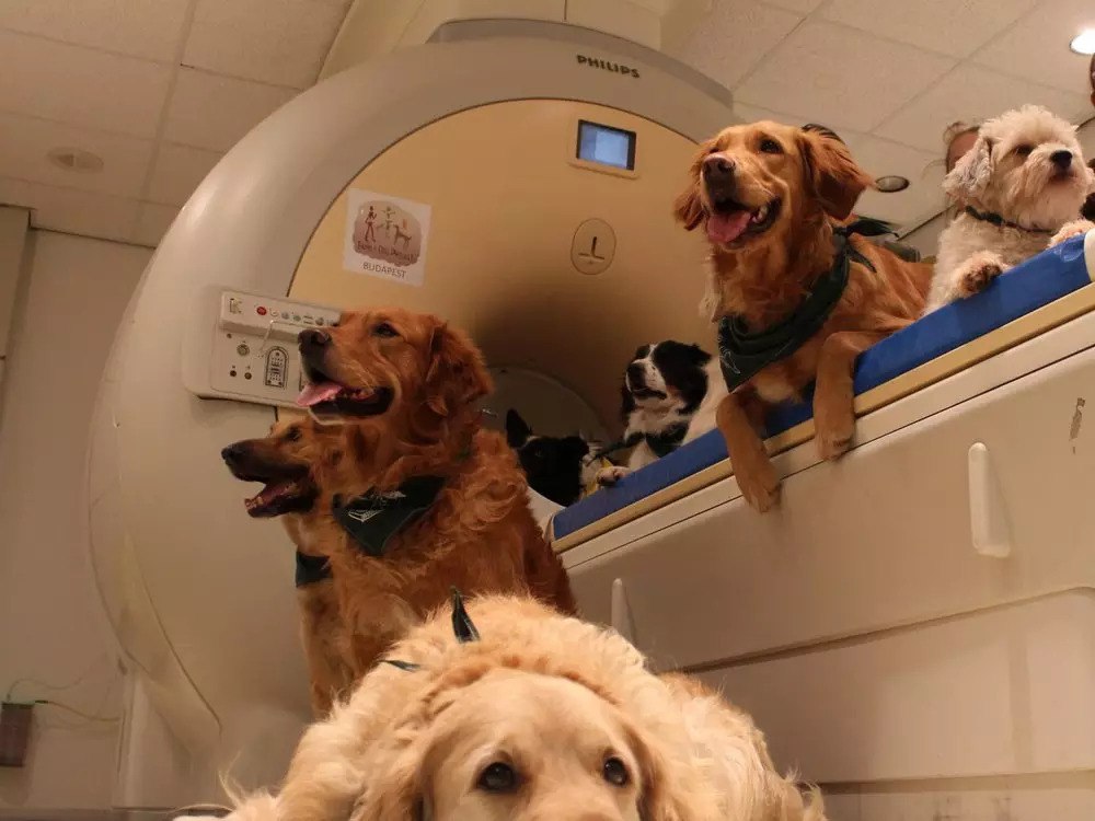Σκυλιά που κάθονται κοντά σε μια μηχανή μαγνητικής τομογραφίας