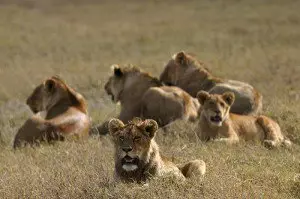 Lion Prides និង Street Gangs