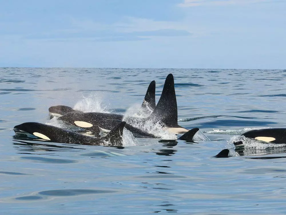 Ballenas asesinas nadan en Islandia