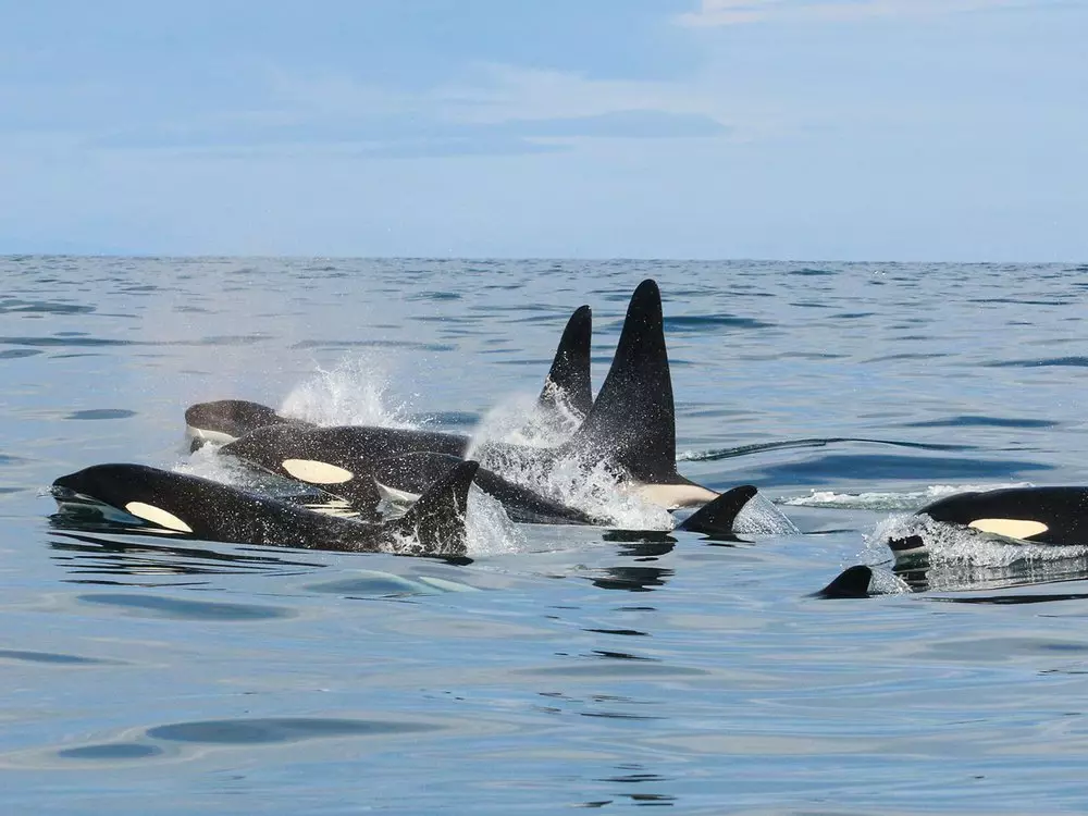 Killer Whales သည် အိုက်စလန်မှ ရေကူးသည်။