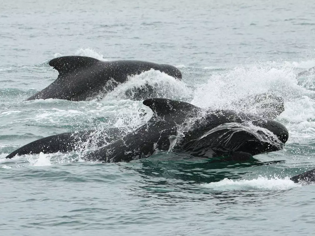 Pilot Whales Off Iceland