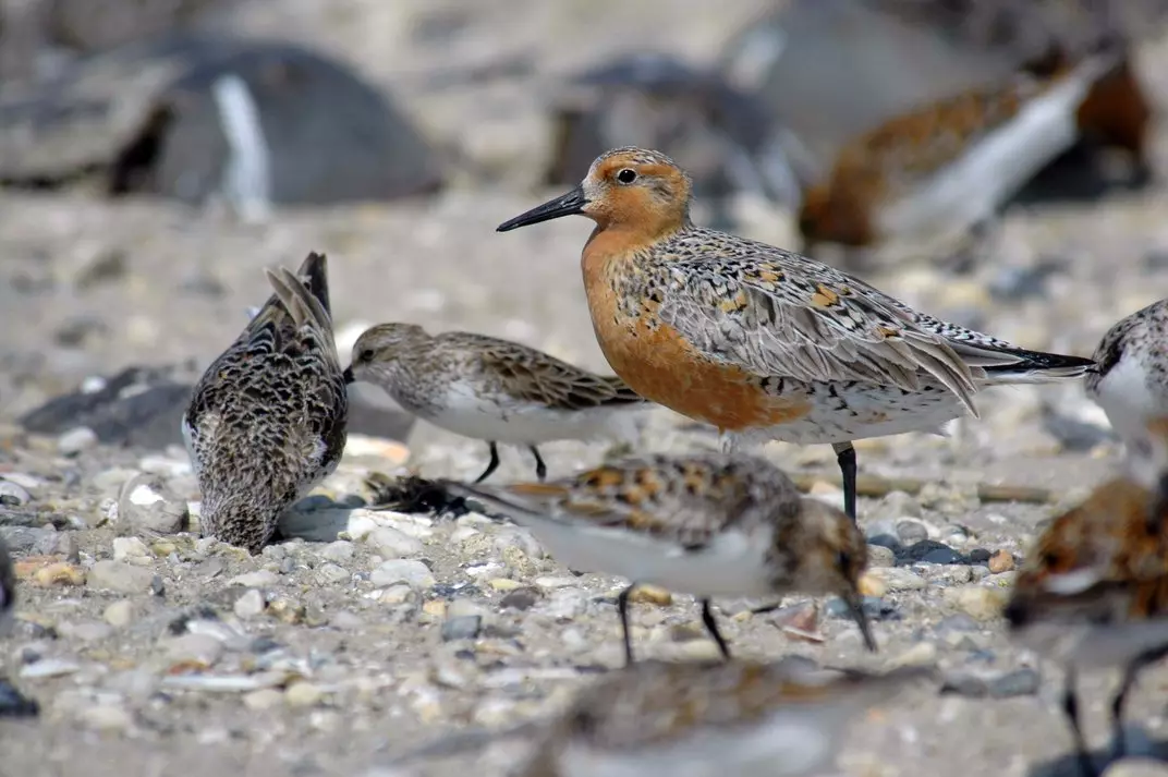 Amerika e Veriut ka humbur gati 3 miliardë zogj që nga viti 1970
