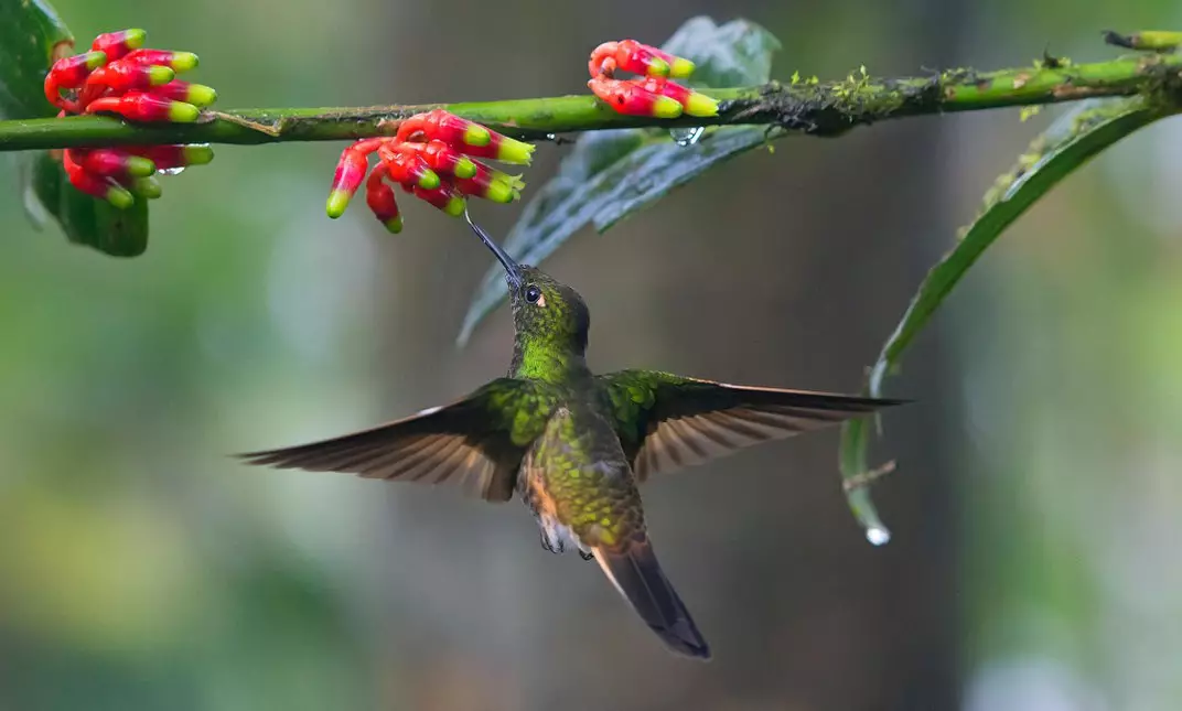 Sjeverna Amerika je izgubila gotovo 3 milijarde ptica od 1970
