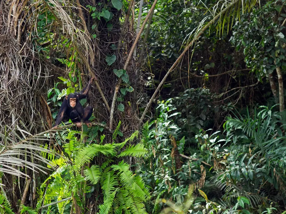 Western Chimpanzees tau poob 80 feem pua ntawm 25 xyoo dhau los