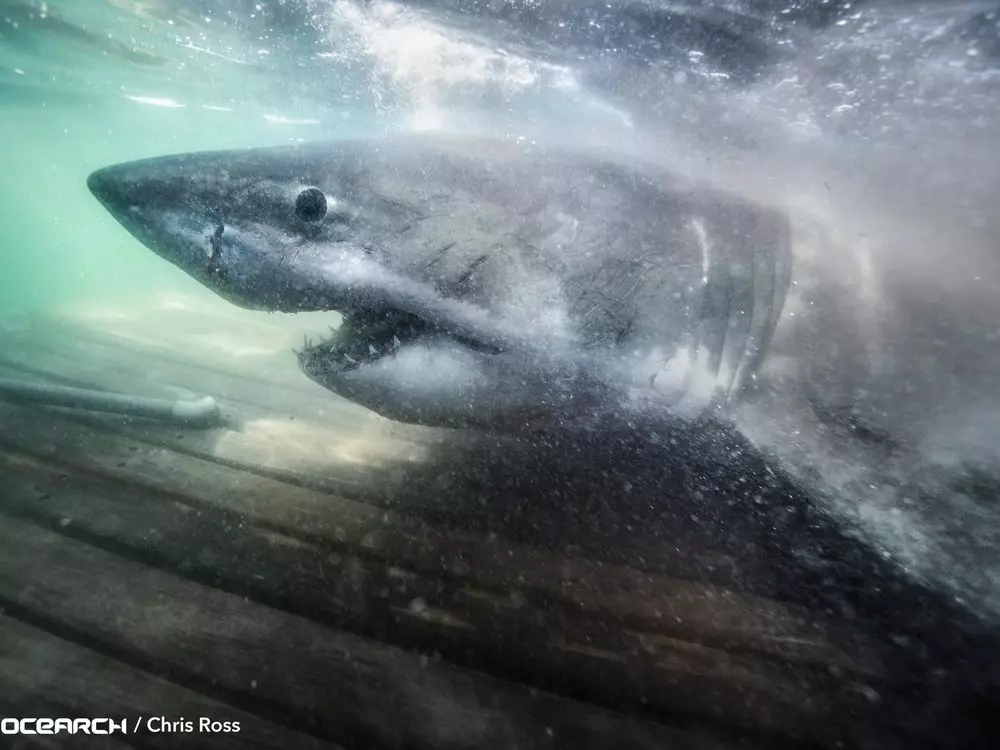 Fuerscher fangen a markéieren 17-Fouss 'Matriarch of the Sea', e 50 Joer ale Grousse White Shark