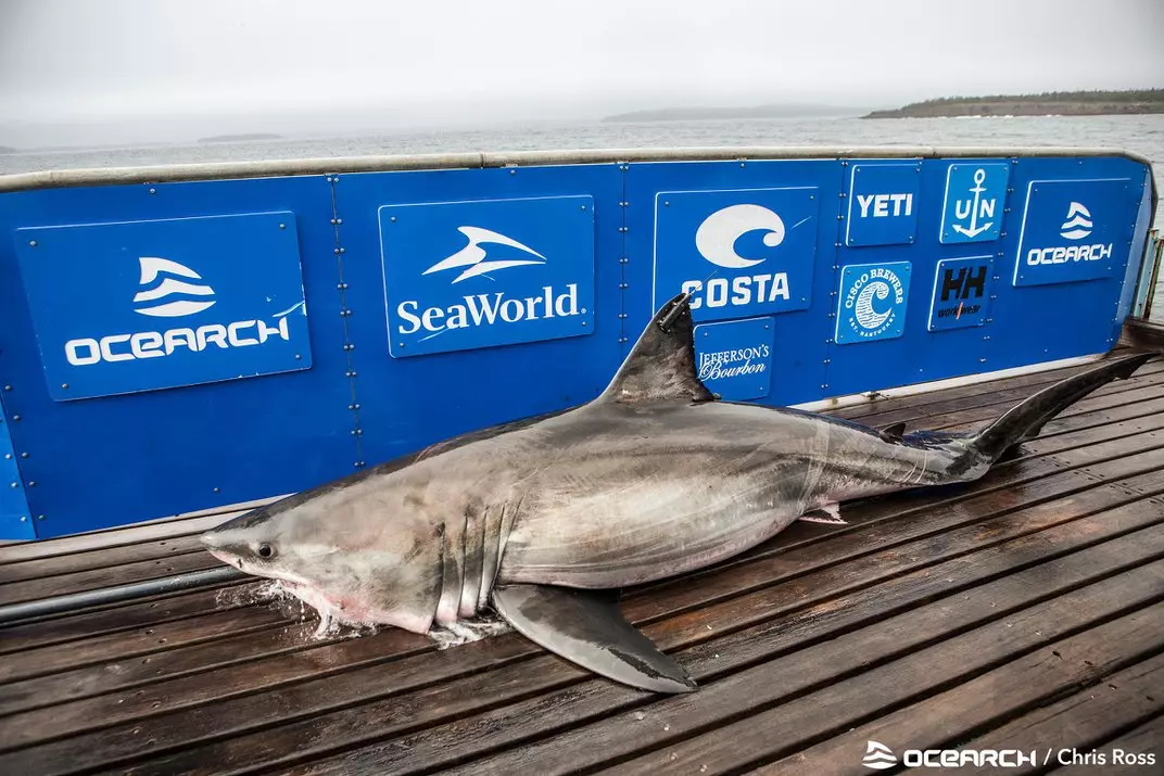 Истражувачите фатиле и означувале 17-метарски „Матријарх на морето“, 50-годишна голема бела ајкула 17245_2