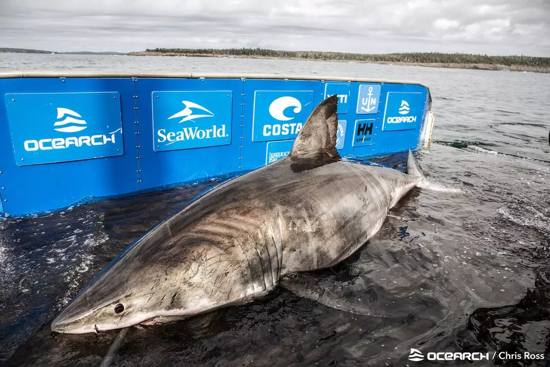 Истражувачите фатиле и означувале 17-метарски „Матријарх на морето“, 50-годишна голема бела ајкула 17245_3