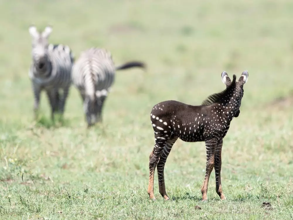 Descoperit în Kenya: un pui de zebră cu buline