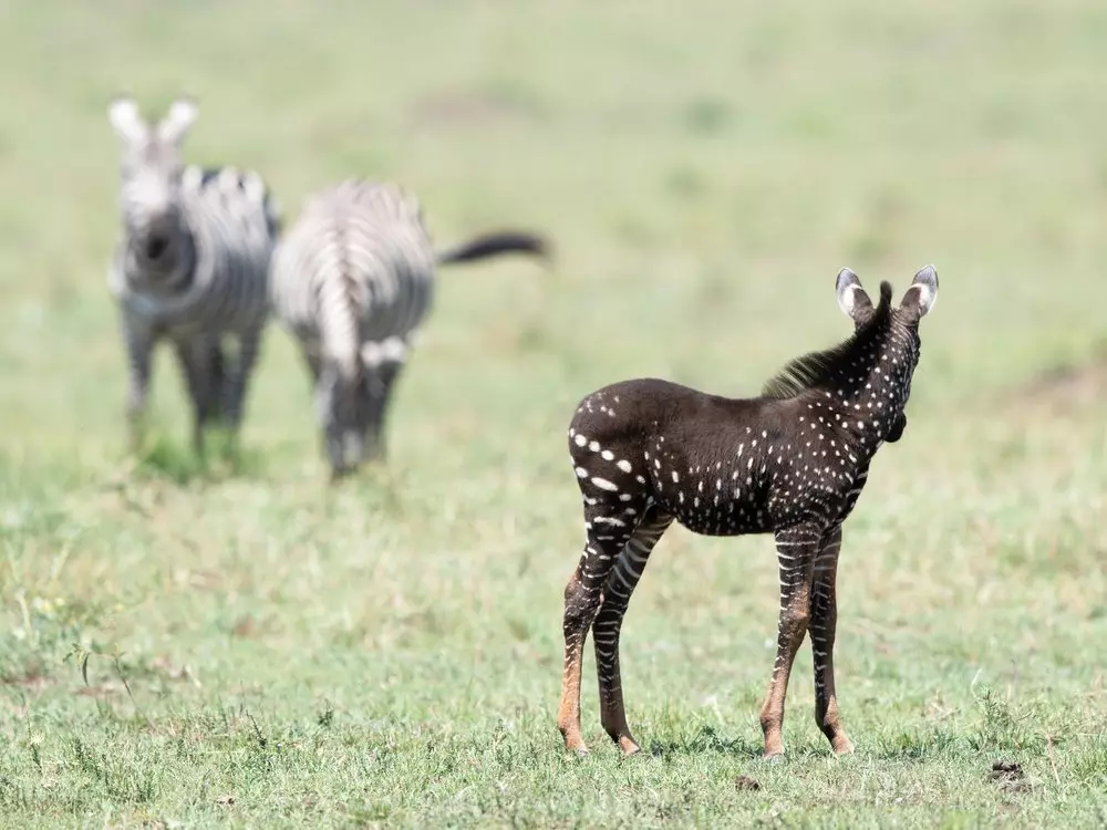 Njohur në Kenia: Një foshnjë Zebër me pika Polka