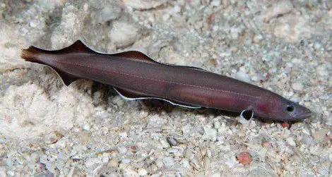 In the Pacific, Scientists Discover a Living Fossil