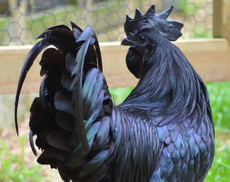 これらの鶏は漆黒のハート、くちばし、骨を持っています