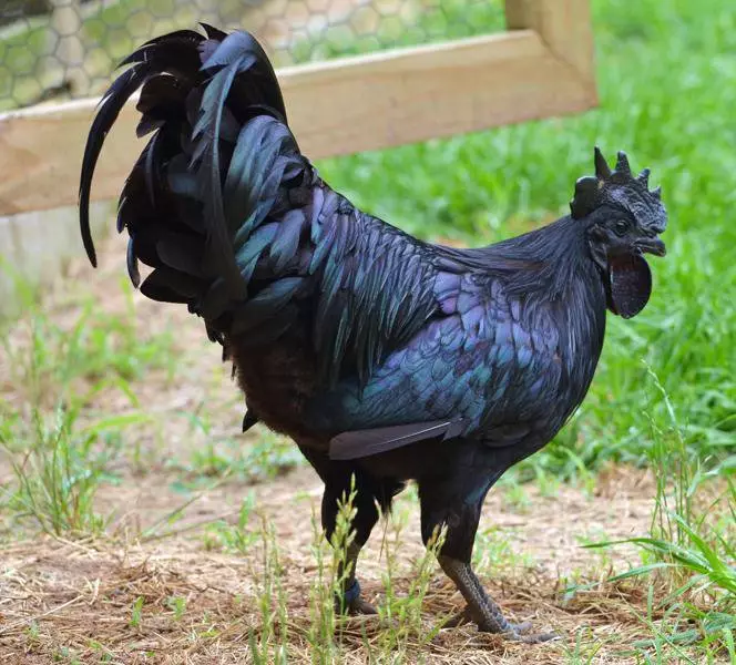 Estas galiñas teñen corazóns, picos e ósos negros azabache