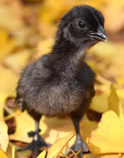 Estas galiñas teñen corazóns, picos e ósos negros azabache