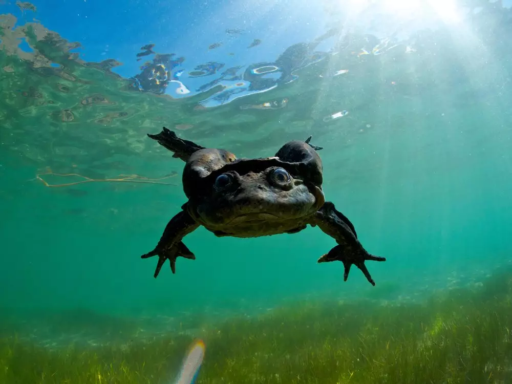 10,000 צפרדעי שק האשכים נמצאו מתות ליד אגם טיטיקקה