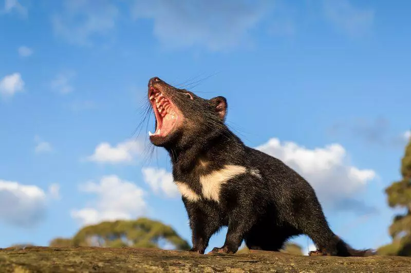 Zum ersten Mal seit 3.000 Jahren kehren Tasmanian Devils auf das australische Festland zurück