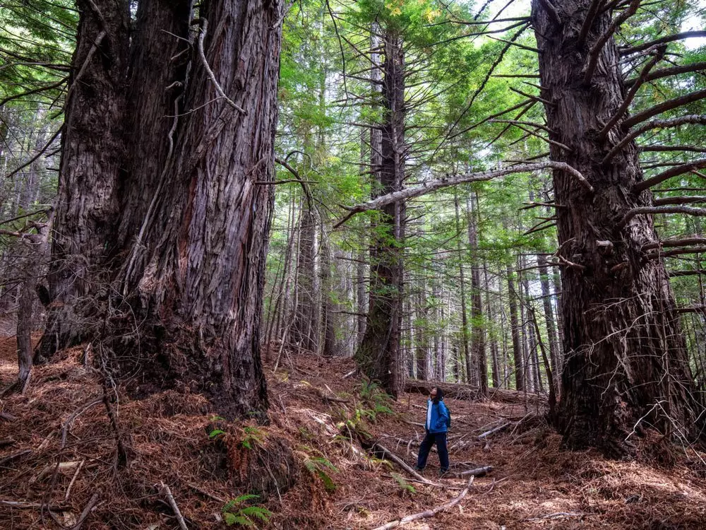 En person står i en redwoodskog