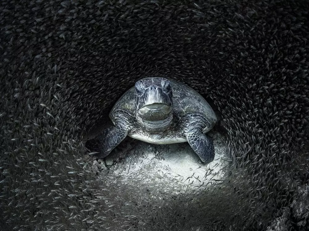 Zelena morska kornjača okružena rojem malih staklenih riba