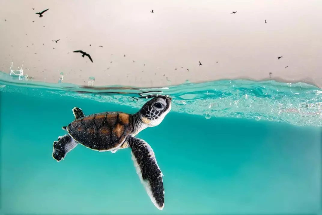 en grön havssköldpadda kläcks som yta för luft i turkost vatten