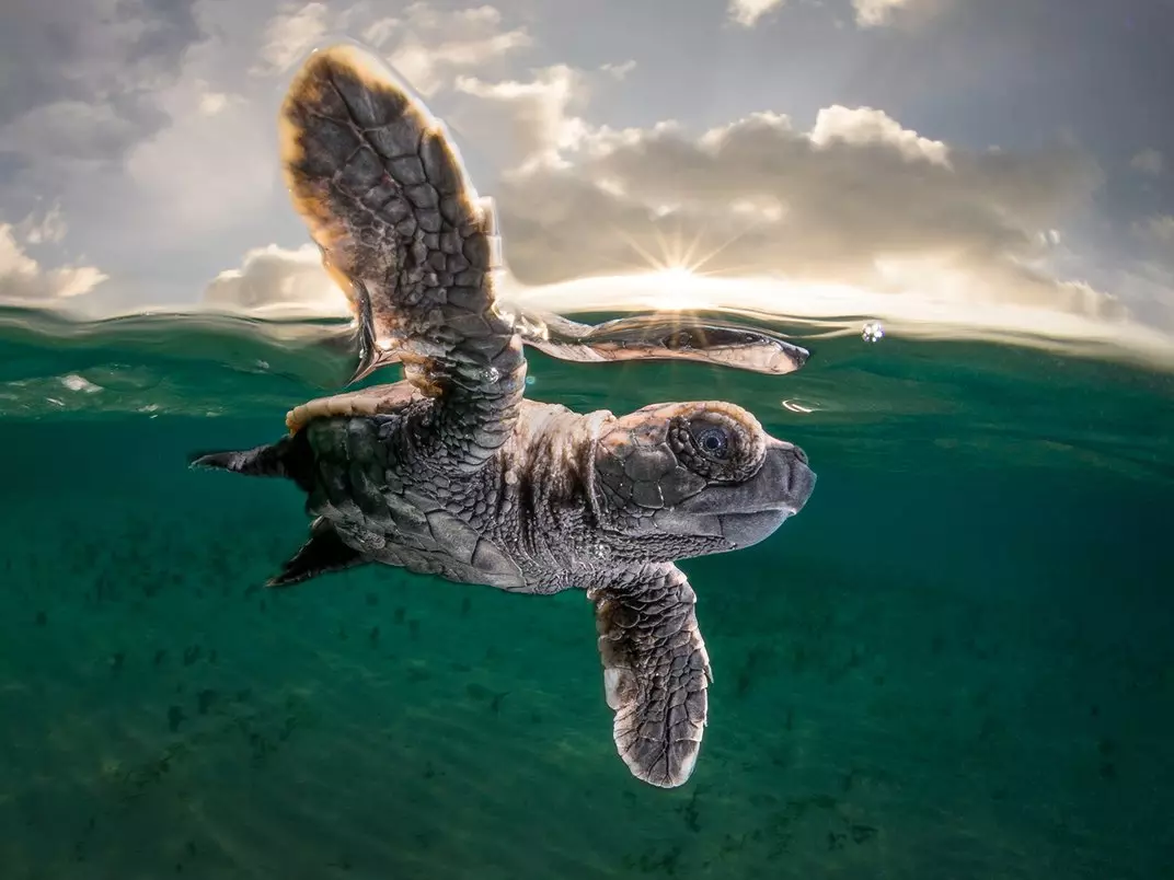 En ung havsköldpadda vid havets yta