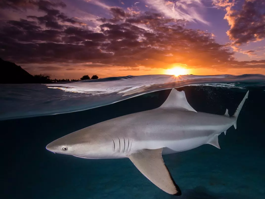 Uno squalo pinna nera del reef sotto la superficie al tramonto