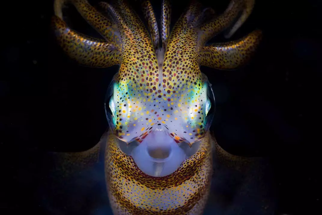 usa ka hayag nga kolor nga southern calamari squid batok sa itom nga backdrop