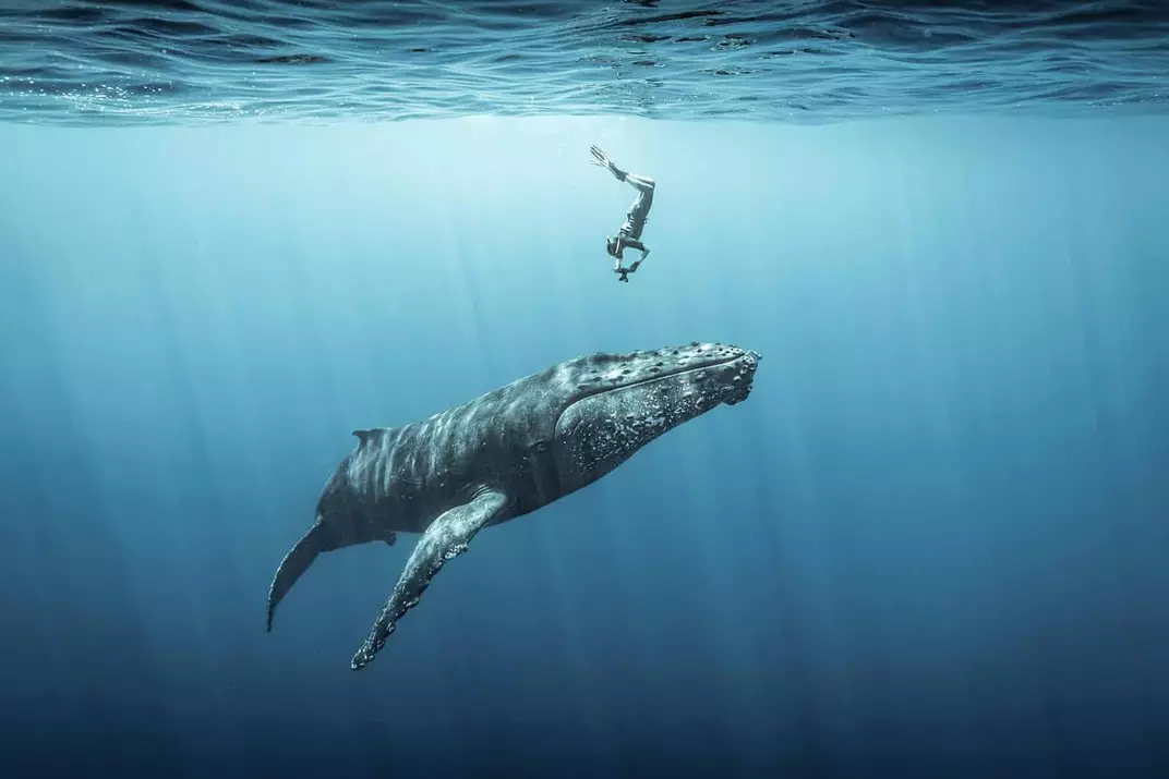 freediver taħt il-wiċċ tal-oċean ħdejn balena humpback kbira