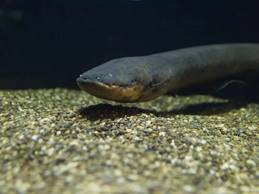 Ang Nakakagulat na Mundo ng mga Electric Fish