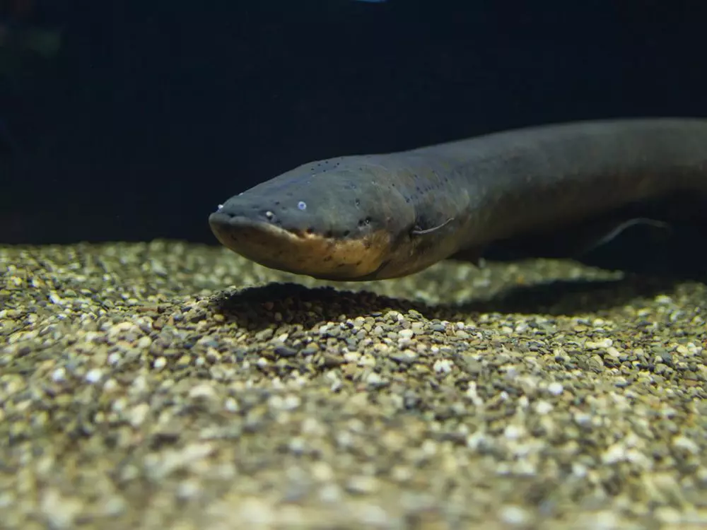 Elektresch Eel