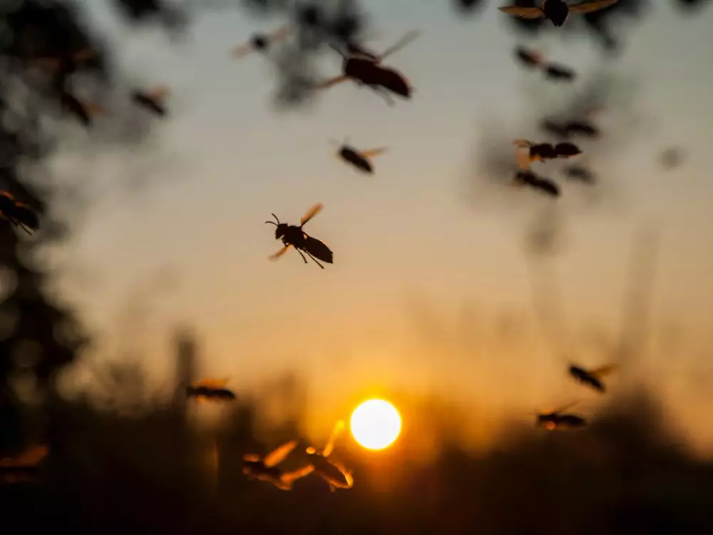 독일 자연 보호 구역에서 날아다니는 곤충의 4분의 3 이상이 사라진다
